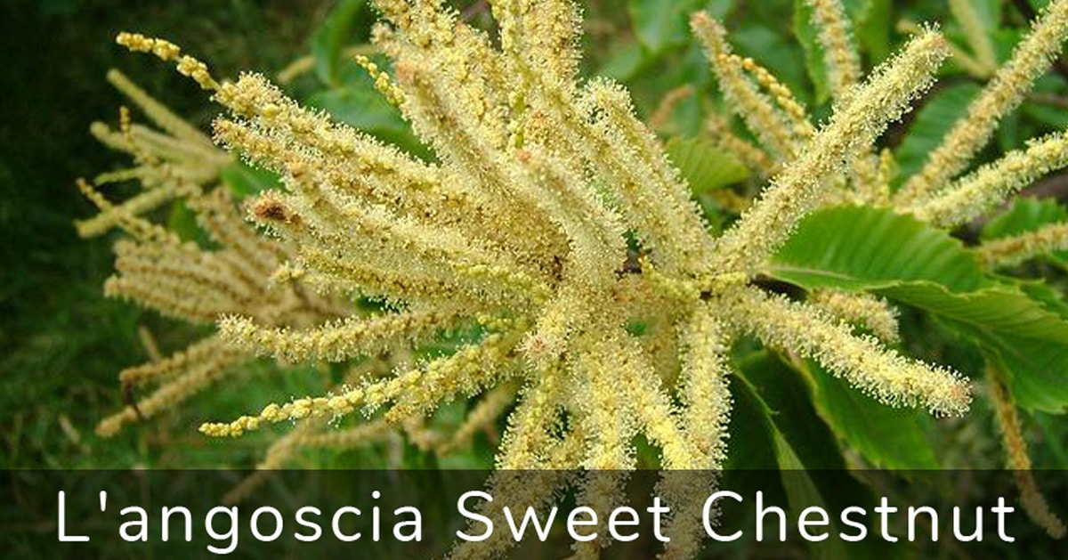 Angoscia Sweet Chestnut: manifestazione fisica di compressione - I ...